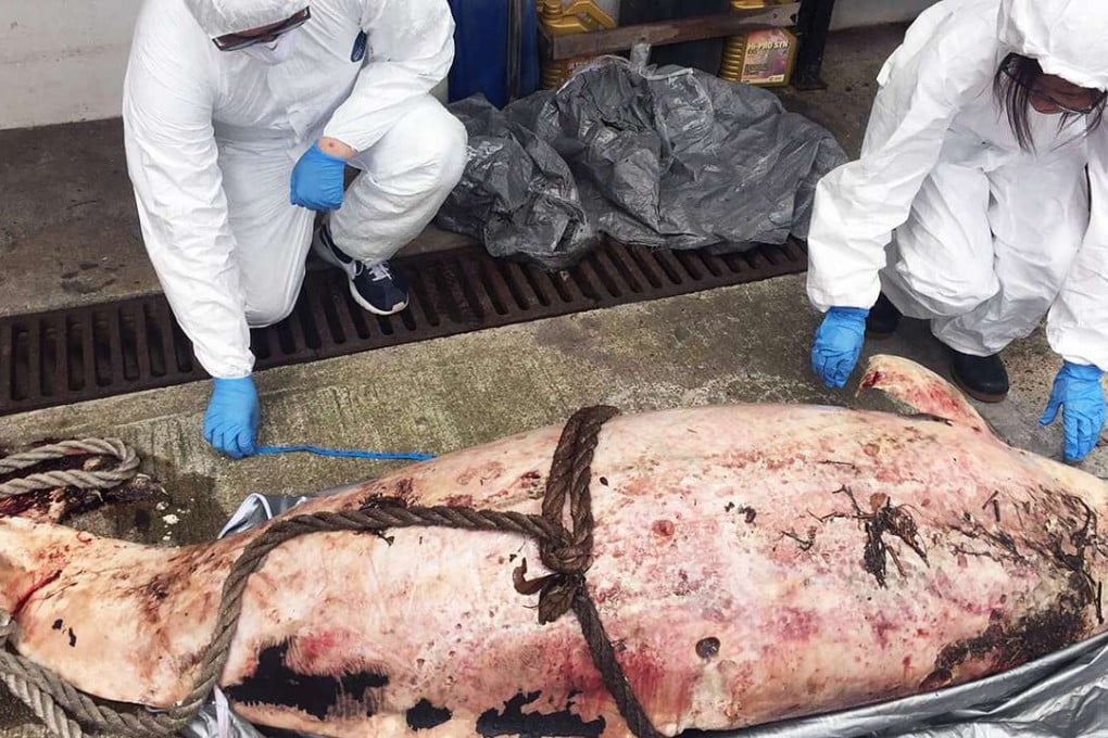 Rare find: Hong Kong marine police spot tiny whale corpse in Sai Wan Ho ...