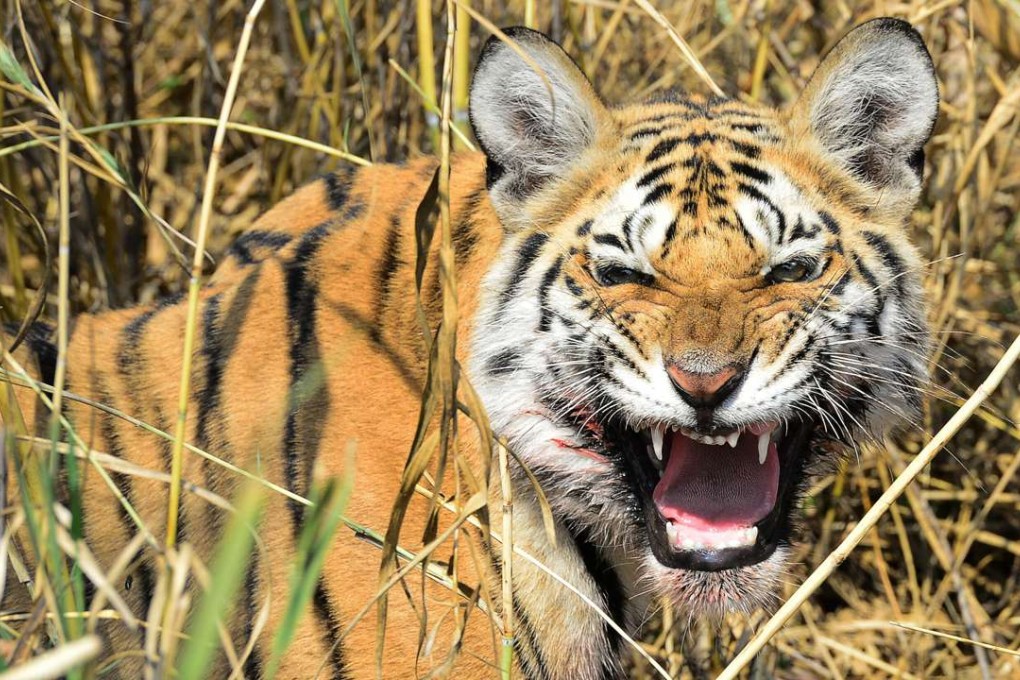 tiger snarling