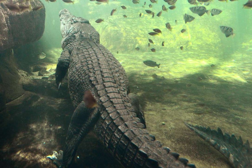 crocodiles attack underwater