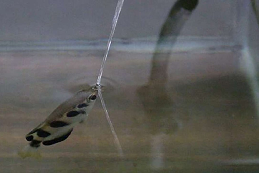 archer fish spitting