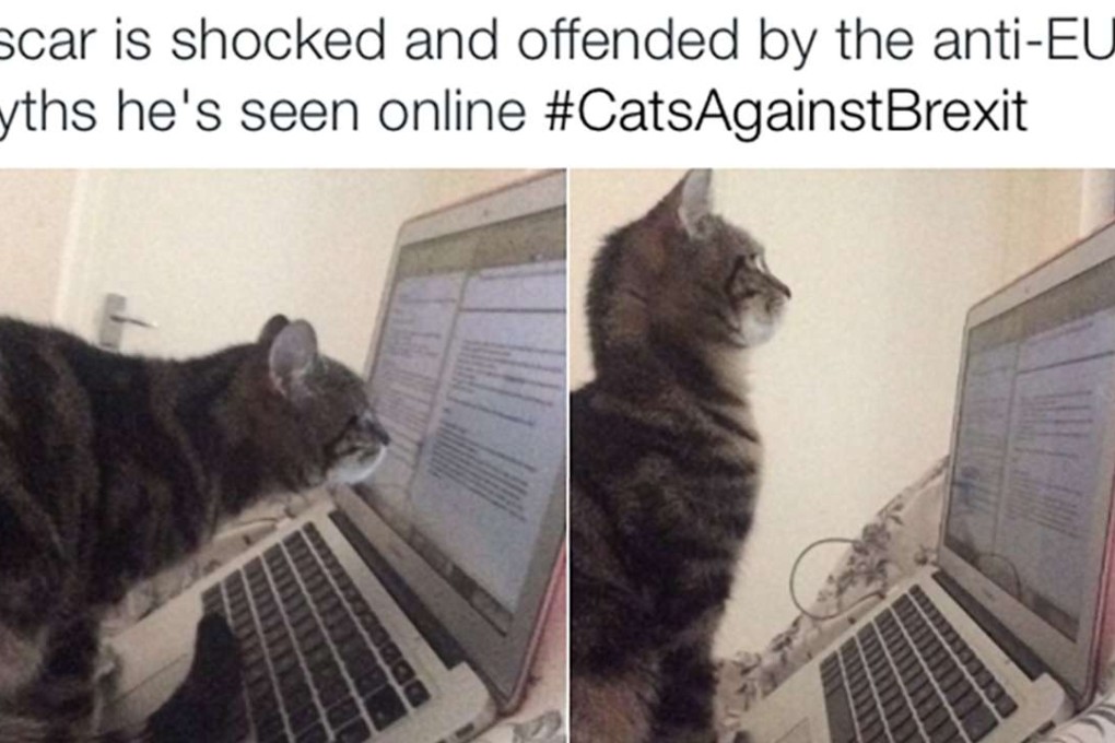 A purr-fect union? Cats war rages over ‘Brexit’ on social media | South ...