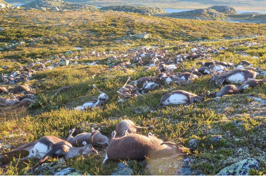 Lightning strike kills more than 300 reindeer in Norway | South China ...