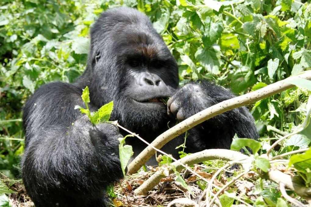 world's largest gorilla