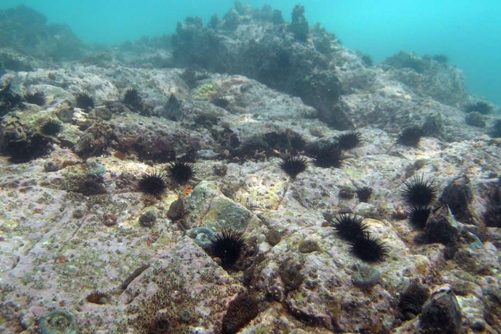 Environment experts slam Hong Kong’s Airport Authority over coral ...