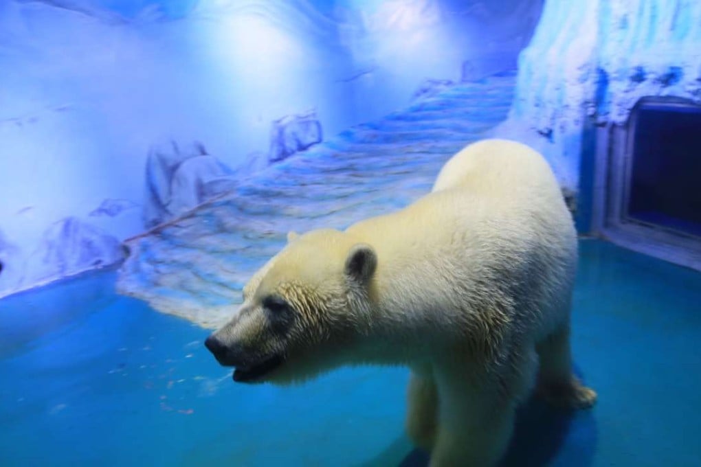 polar bear display