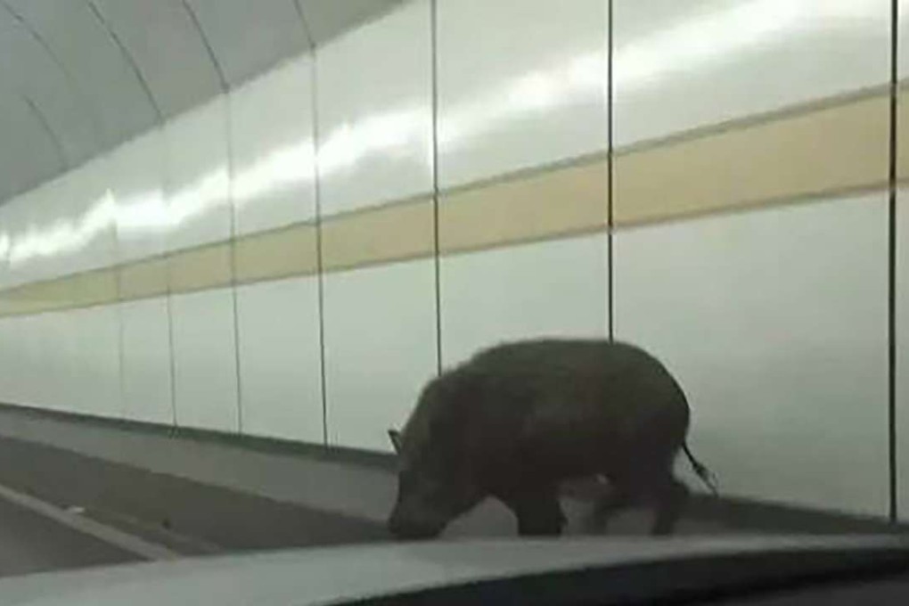 Wild boar crashes into Mercedes-Benz on road in China | South China ...