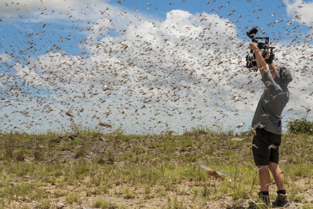 animal migration bbc