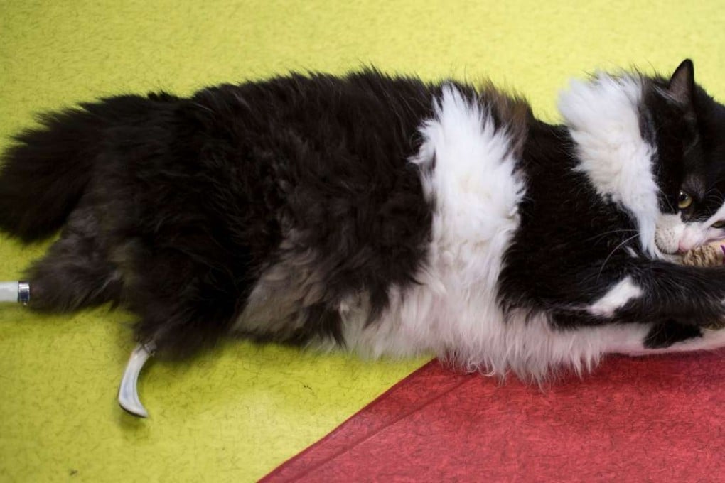 Bulgaria makes technological leap with bionic paws for stray cats ...