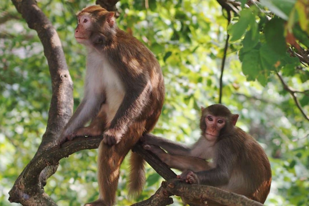 Discovery of ‘invasive species gene’ prompts Japanese zoo to cull 57 ...