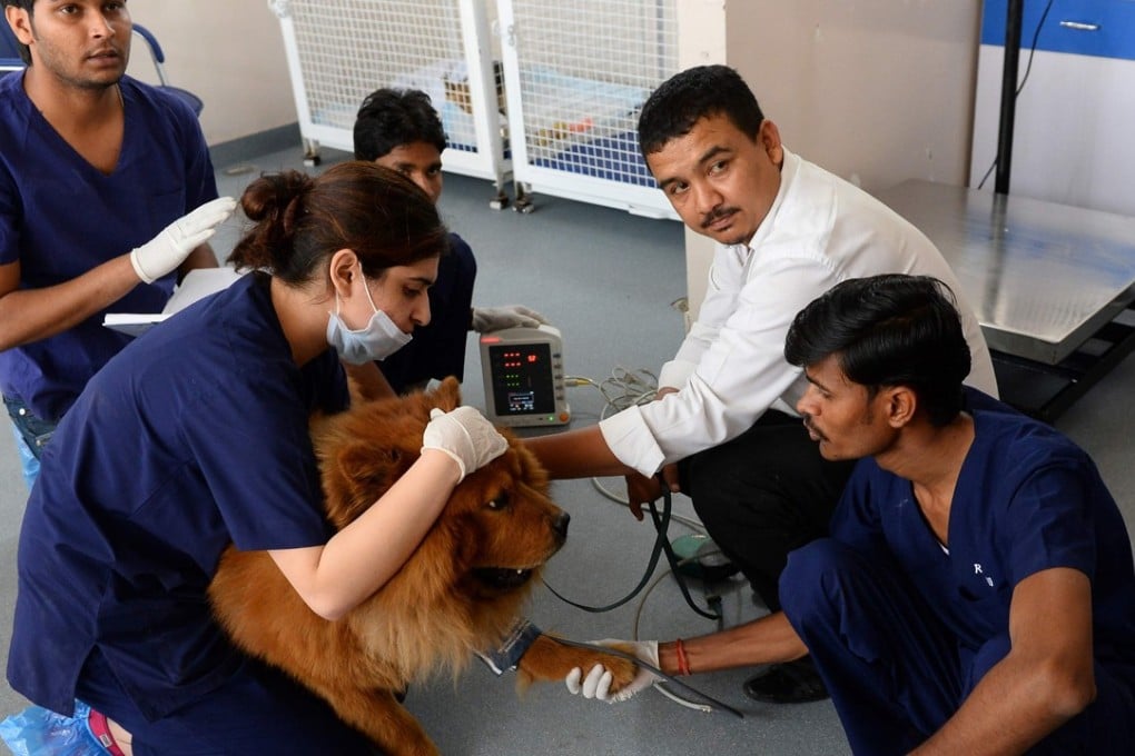 Five-star vets are providing state-of-the-art health care to India’s ...