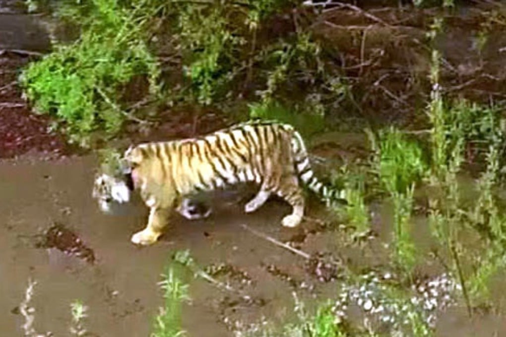 Siberian tiger terrorising Vladivostok gets new home in Russian ...
