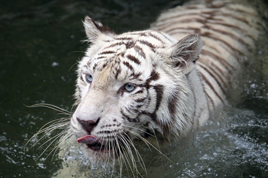 Skin cancer and deteriorating quality of life forces Singapore Zoo to ...