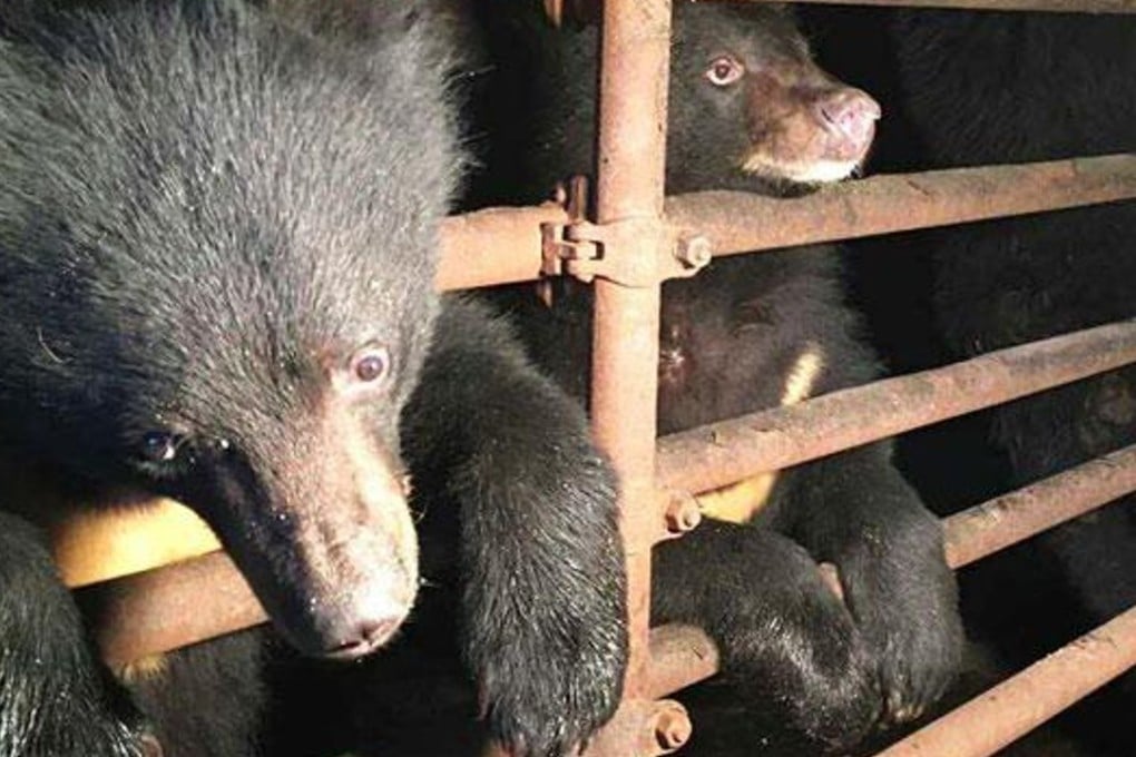 Three bear cubs saved from becoming Chinese tourist bait after police ...