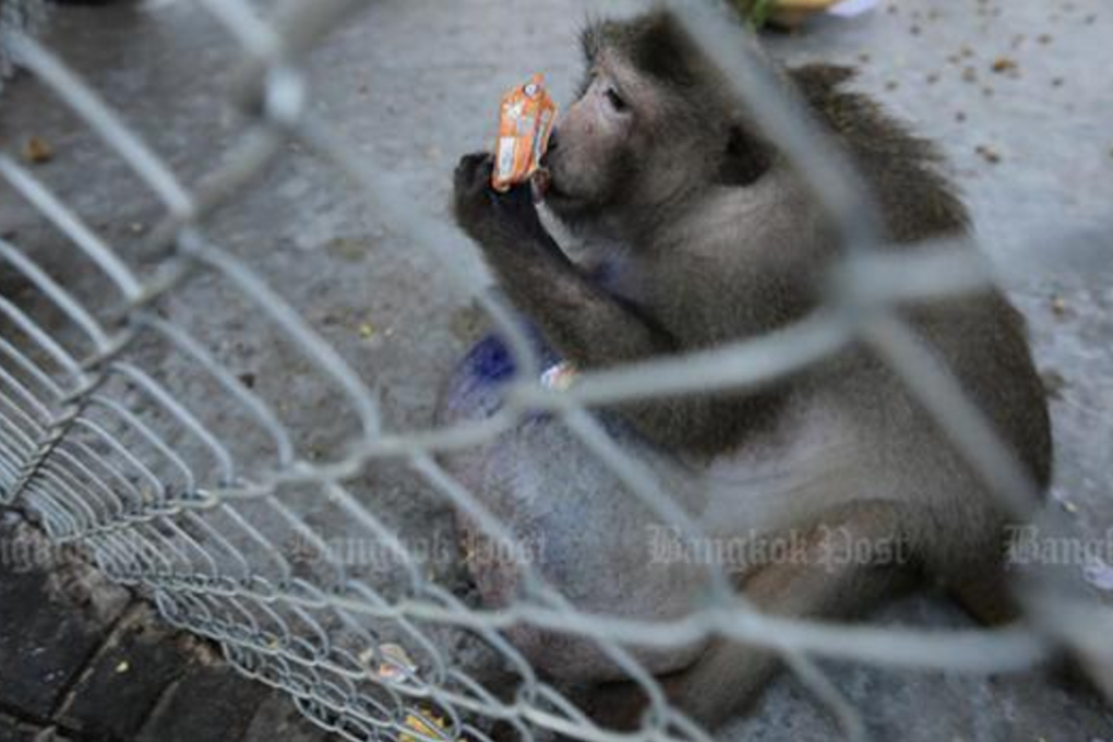 obese monkey eating
