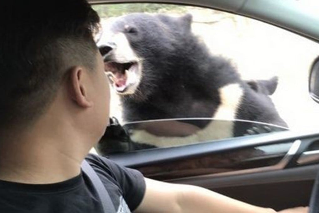 guy sees bear