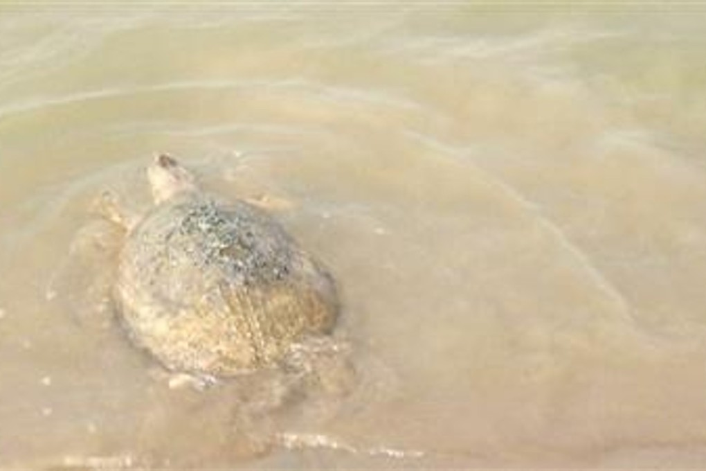 giant sea turtle rescue
