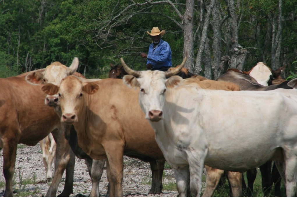 Scientists find that belching cows could solve a key mystery about ...