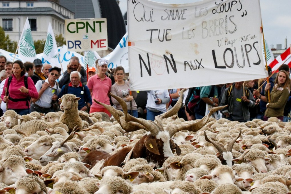 Wolf attacks raise howls of protest from French farmers | South China ...