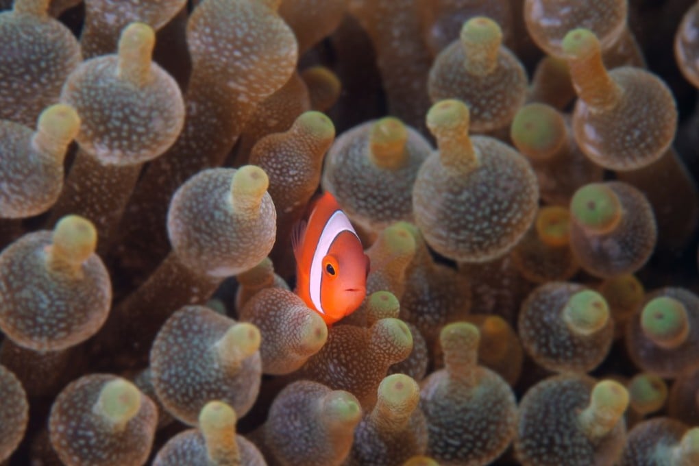 finding nemo coral reef
