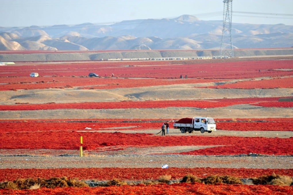 chilli field