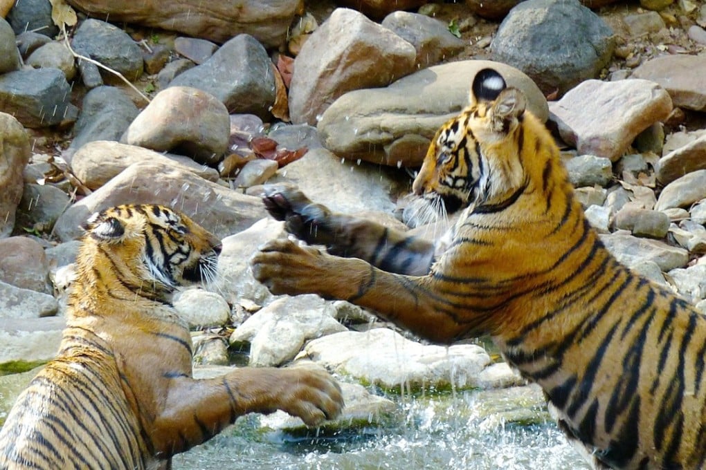 world's biggest tiger