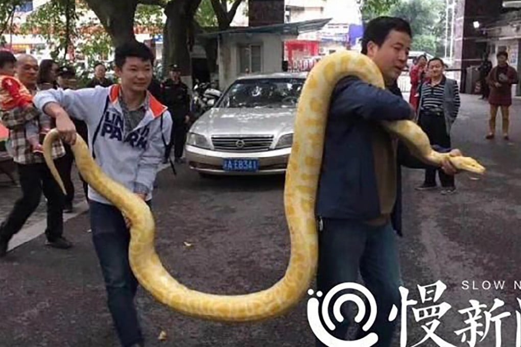 burmese python pet size