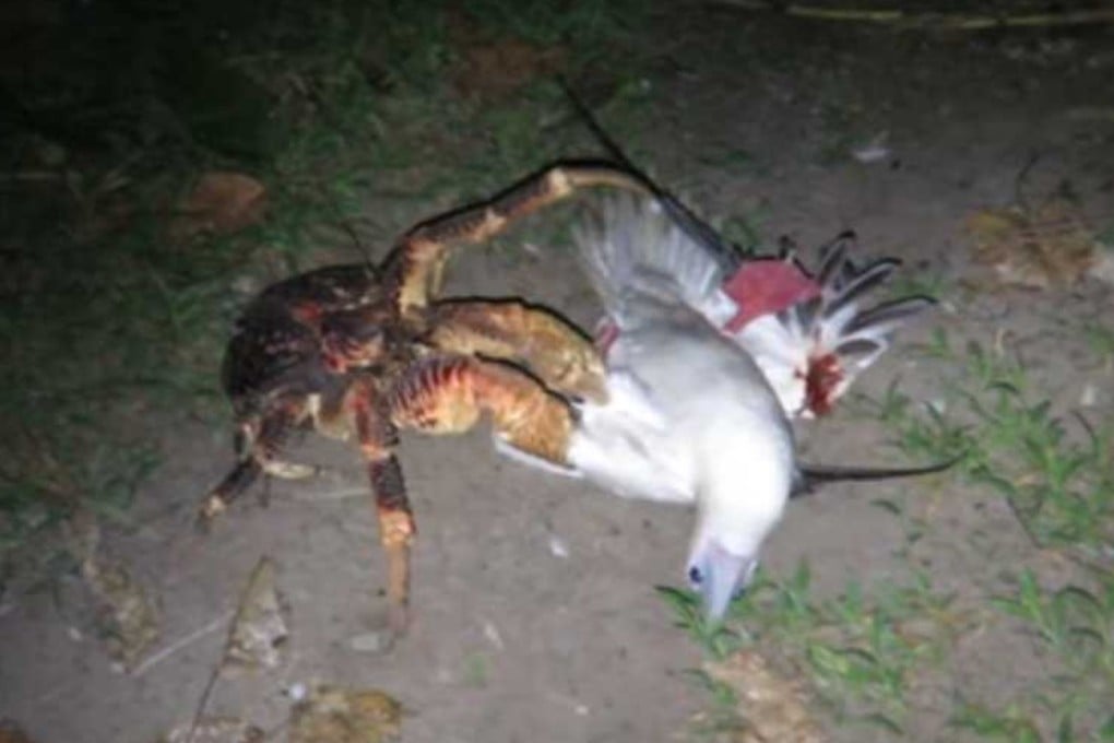 do coconut crabs attack humans