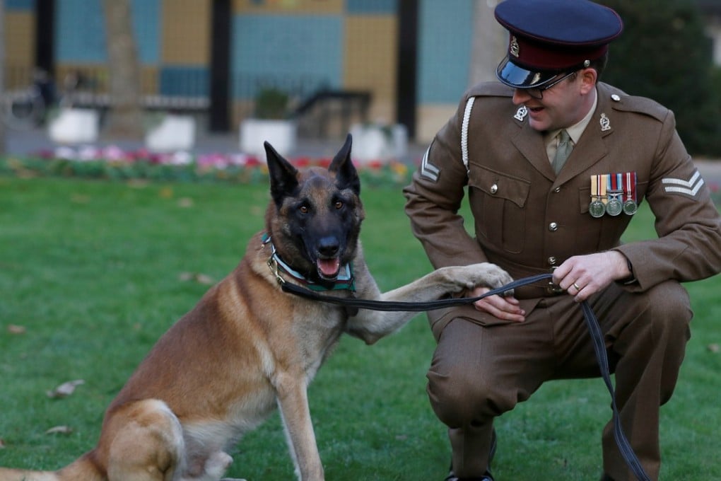 Britain military dog given medal for valour under fire in saving troops ...