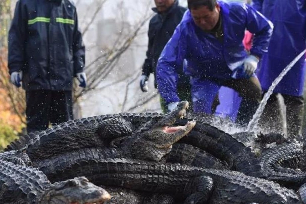 Thousands of Chinese alligators moved to warm winter home | South China ...