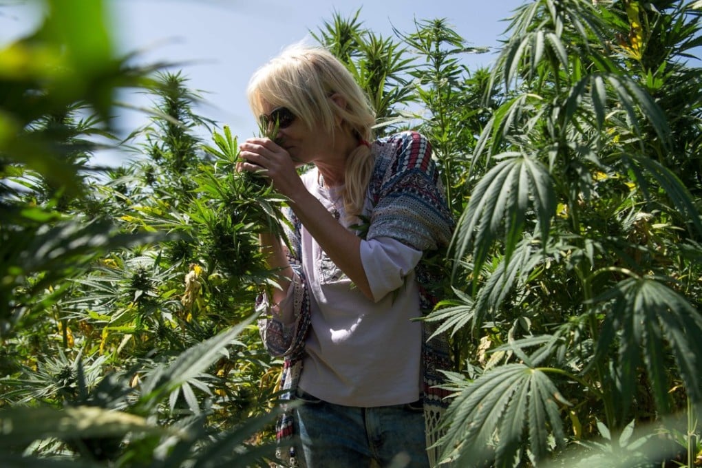 Video | High times: Morocco’s growing number of cannabis tourists ...