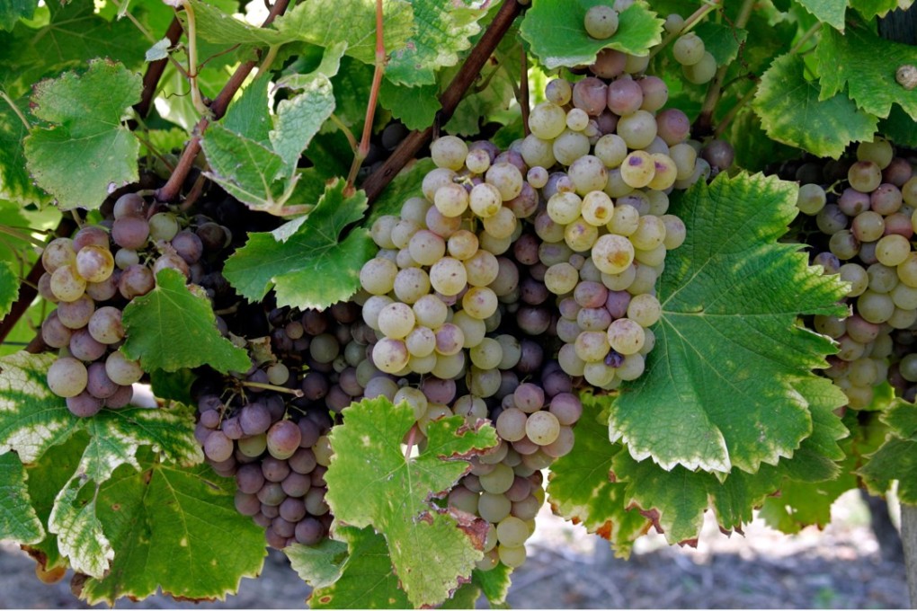 Thanks sémillon: the underestimated grape that’s increasingly sought ...