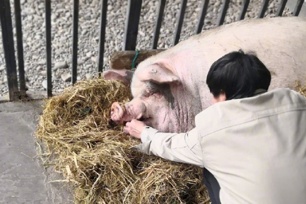 Earthquake hero Chinese pig porks up, told to lose weight to walk again ...
