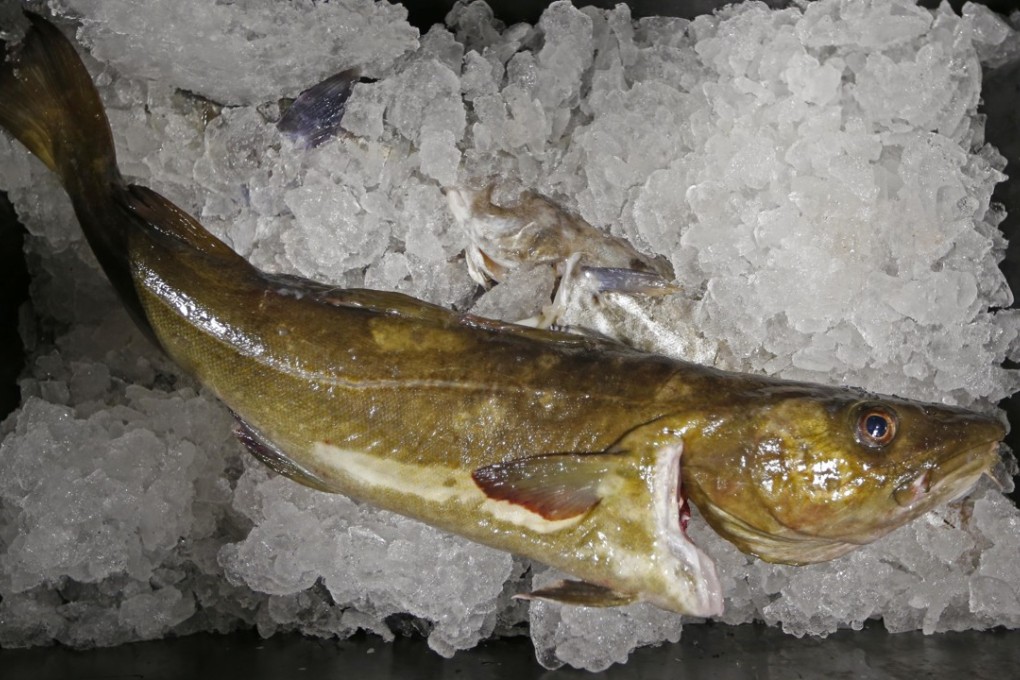 America’s cod catch at all-time low - but fishery may rebound soon ...