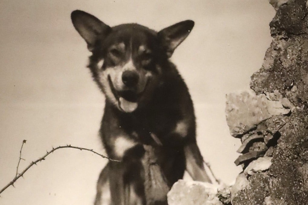 US Army dog that took down a machine-gun nest in 1943 wins Britain’s ...