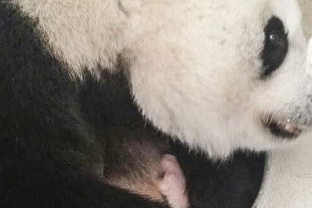 Protective panda won’t let Malaysian zookeepers near her newborn cub ...