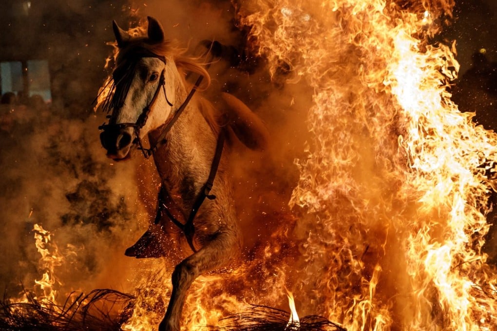 horse flame