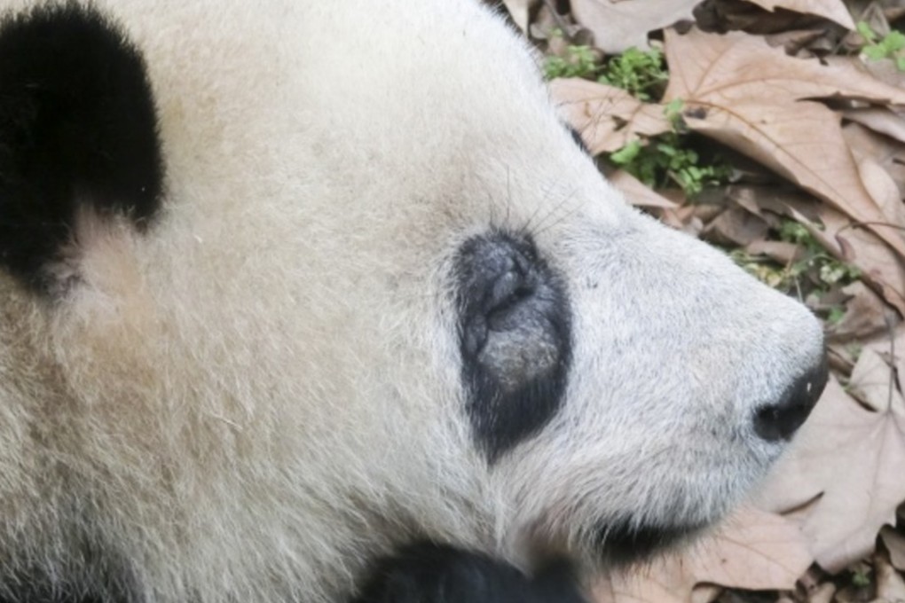 World-famous Chinese panda centre denies mistreating animals | South ...