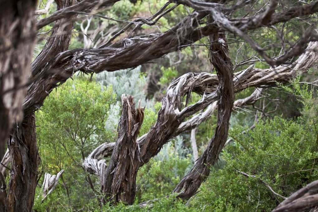 Like us, Australian trees are ‘sweating’ to survive extreme heatwaves ...