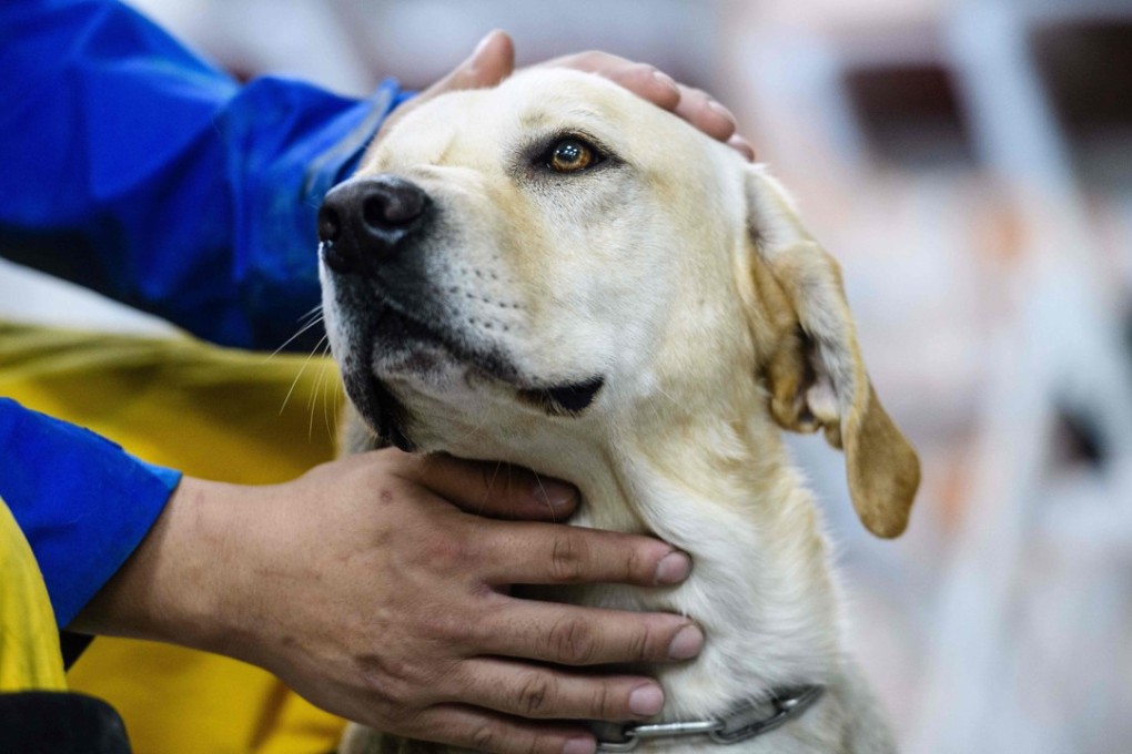 Taiwan rescue dog ‘Iron Hero’ finds two earthquake survivors on his ...
