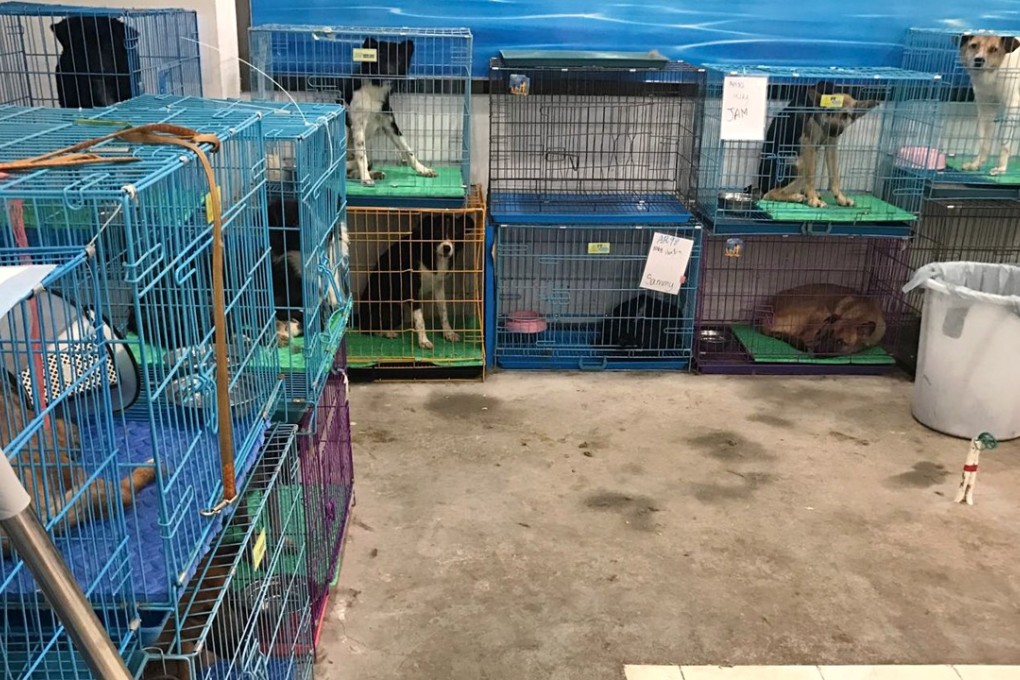 One Hongkonger’s mission to get pets saved from Chinese dog meat ...