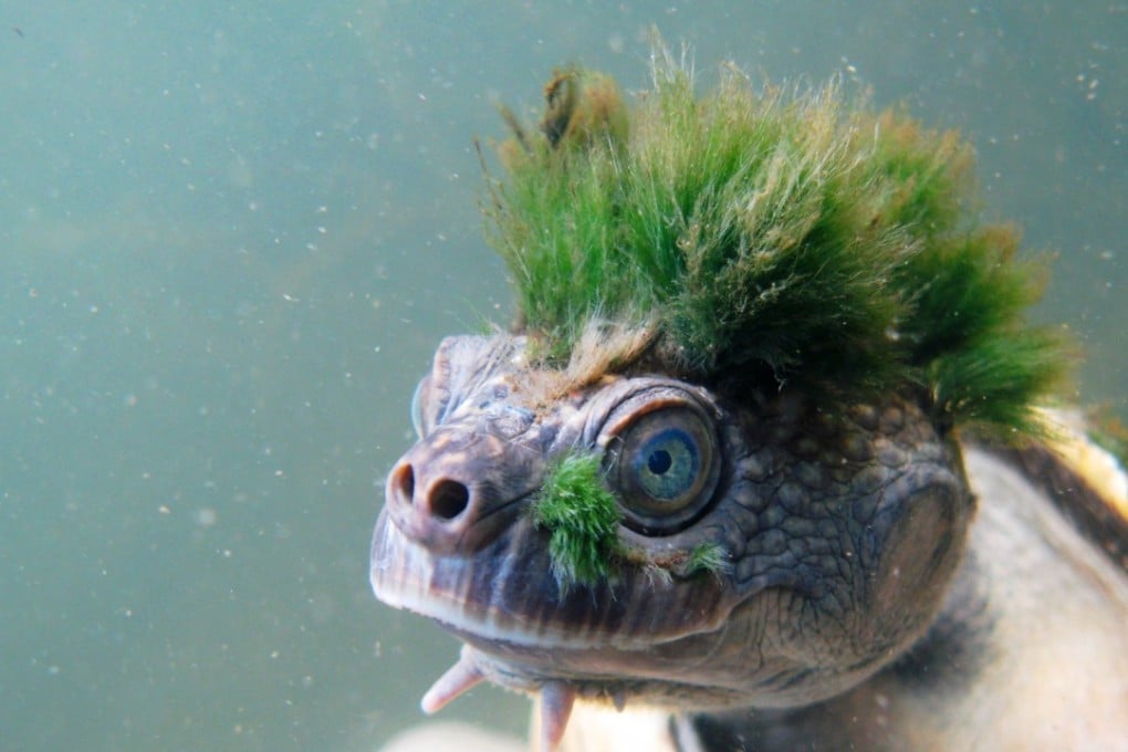 This Australian ‘punk turtle’ can breath through its genitals, once ...