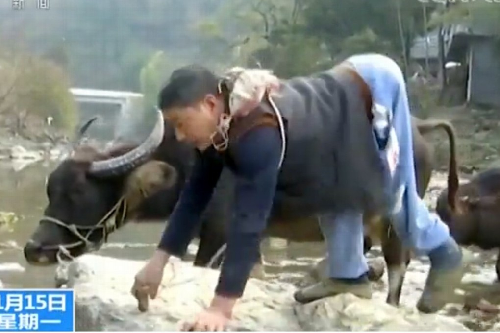 Disabled farmer herds cattle on hands and one leg, yet out-earns fellow ...