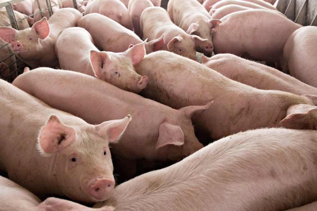 US pork imports stuck at Chinese ports as Beijing ramps up inspections ...
