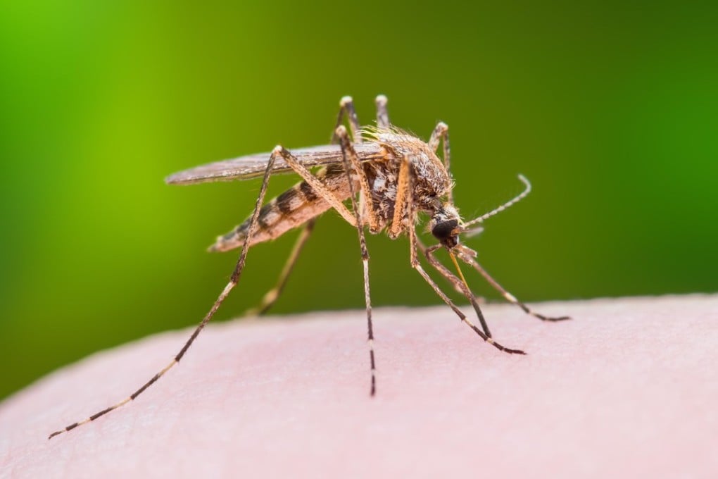 how do mosquitoes bite us