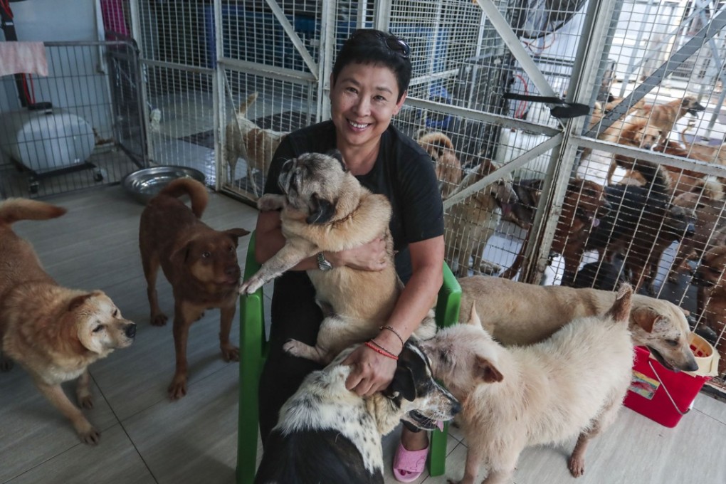 Shelter founder puts savings and heart into helping Hong Kong’s stray ...