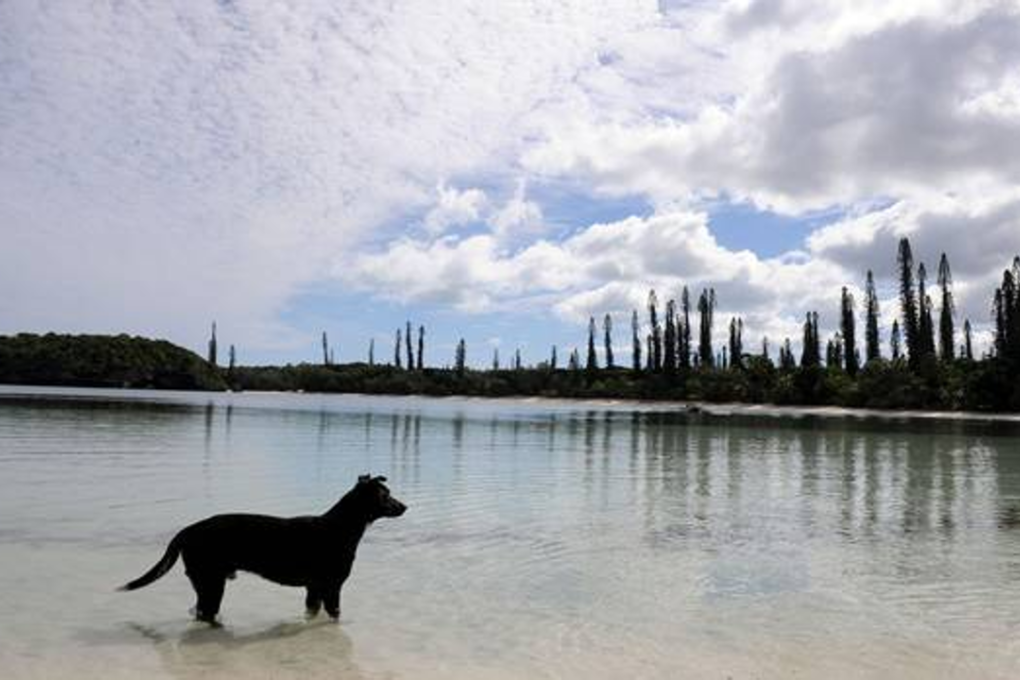 Where did the Pacific’s first dogs come from? | South China Morning Post