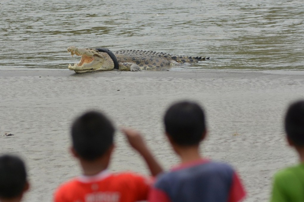Deaths of Indonesia’s 300 crocodiles in mob rampage must not go ...