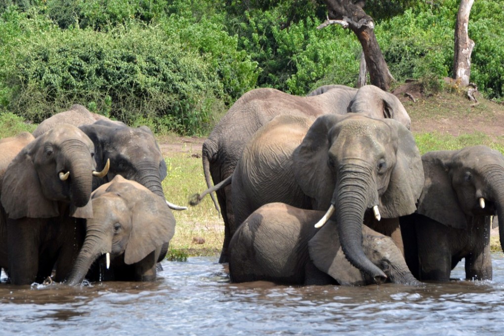 Mass poaching massacre: nearly 100 elephants slaughtered for ivory in ...