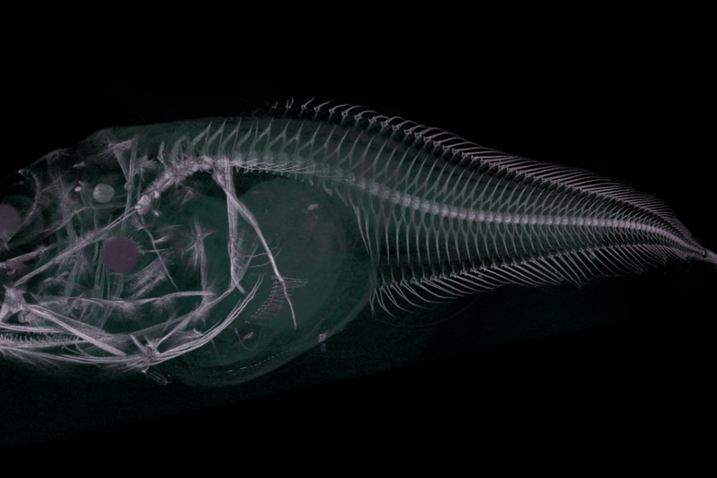 ocean deepest point creatures