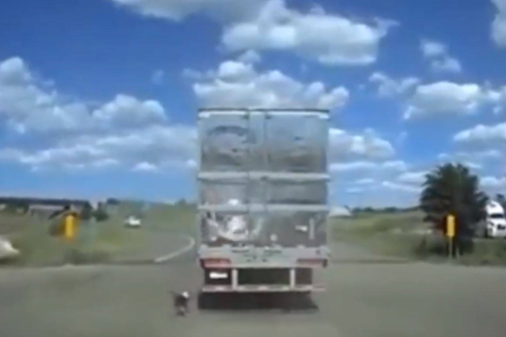Watch: in nick of time, US sheriff’s volunteer saves dog leashed to ...